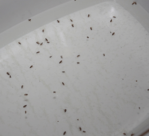 Do Fleas Drown in Water? – Flea Bites