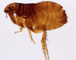 Do Fleas Fly? Unveiling The Facts About Flea Mobility
