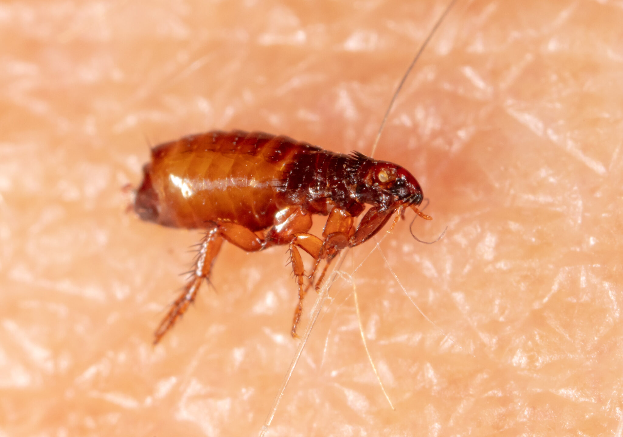 What Does a Flea Look Like? Unmasking the Culprit.